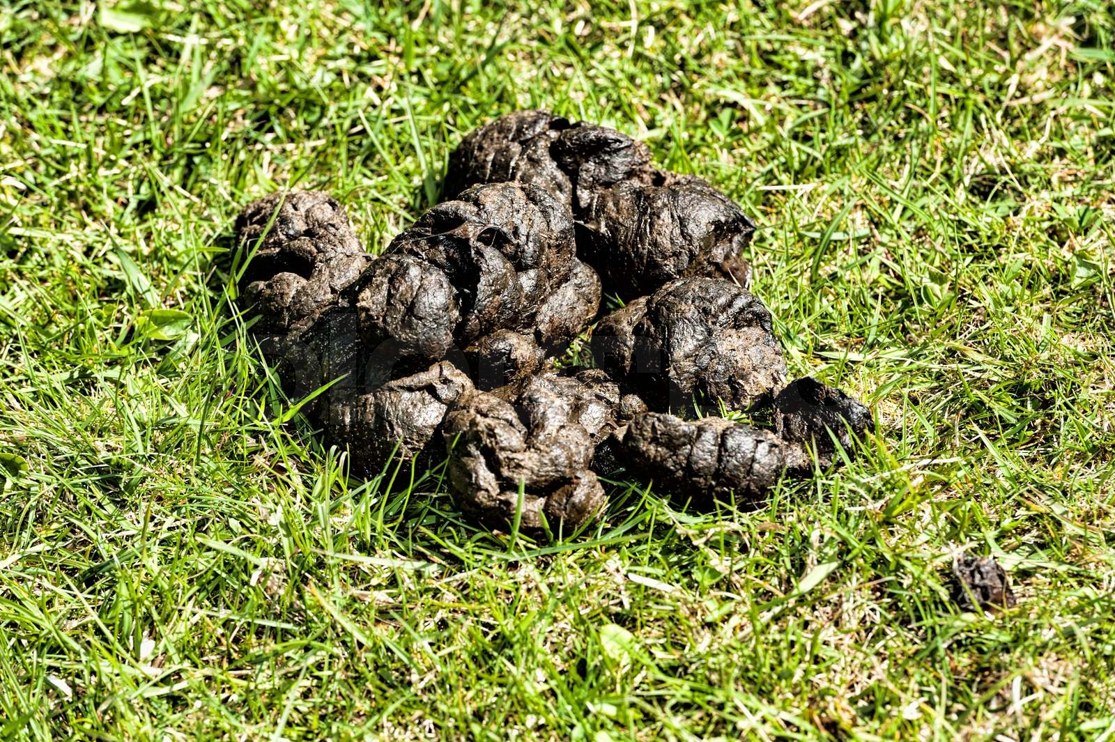 lort, fodspor, sko | Stock foto | Colourbox