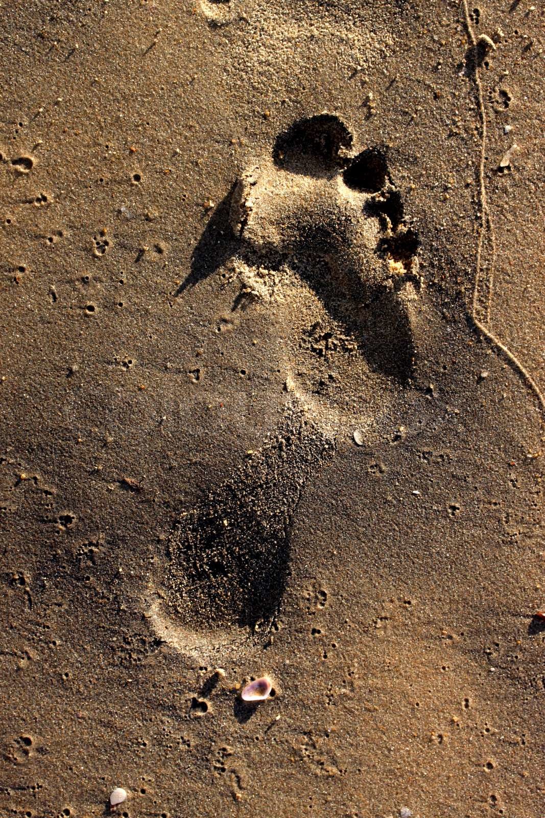 Foot mark | Stock image | Colourbox