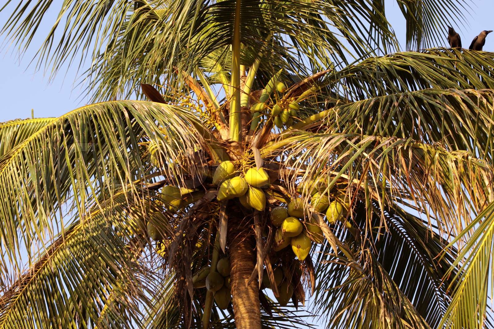 Coconut tree | Stock image | Colourbox