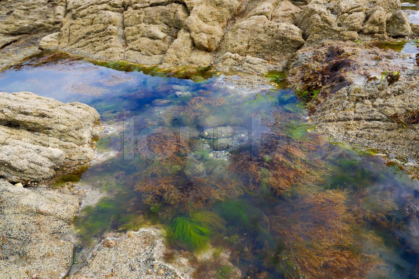 Atlantic algae | Stock image | Colourbox