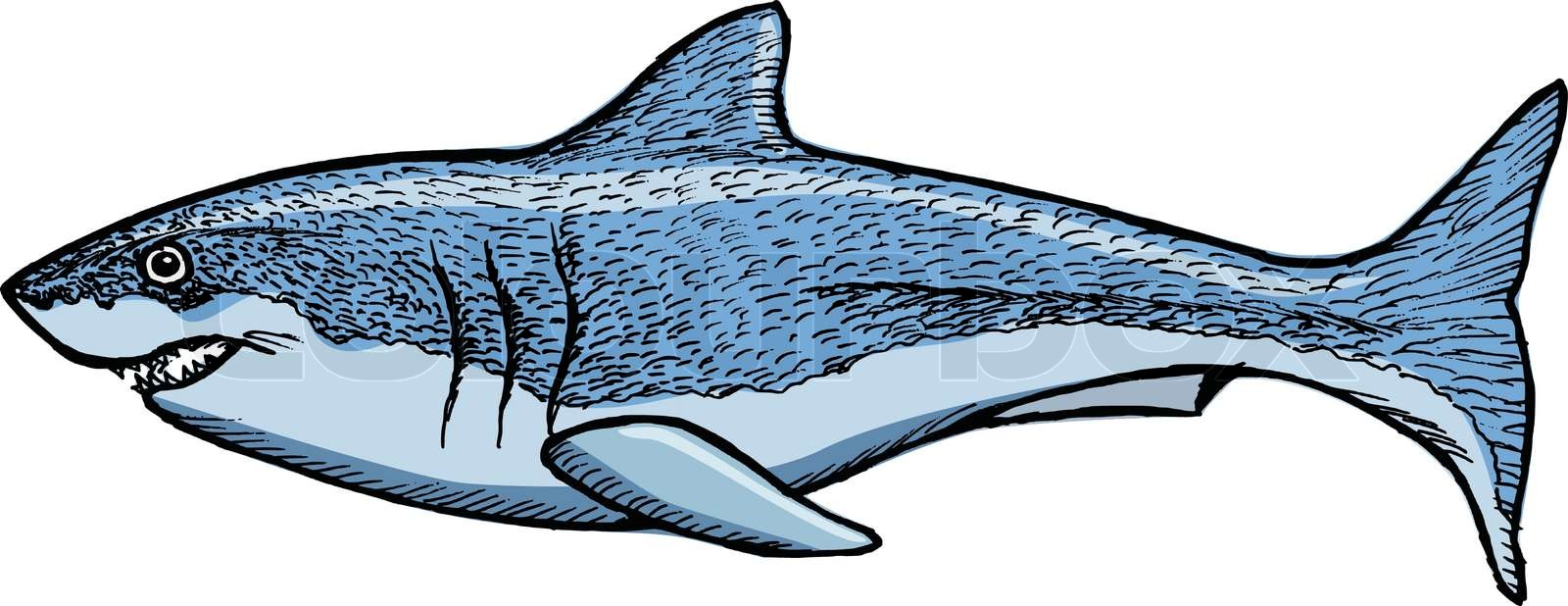 Illustration of a shark | Stock vector | Colourbox