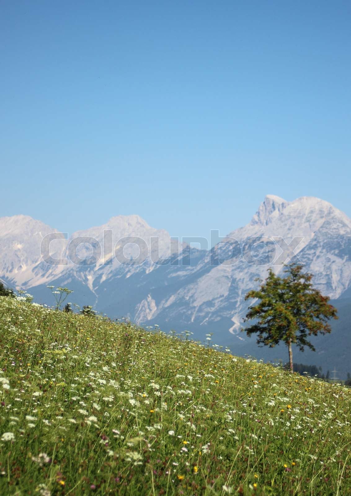 Blomster mark med udsigt over bjergkæde | Stock foto | Colourbox