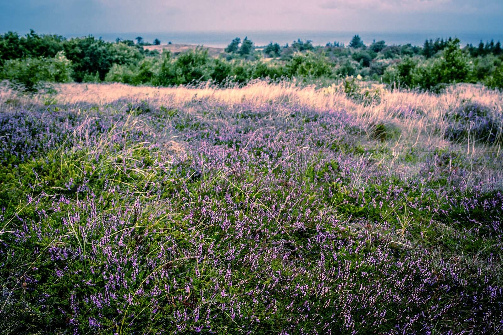 Heather field with purple flowers | Stock image | Colourbox