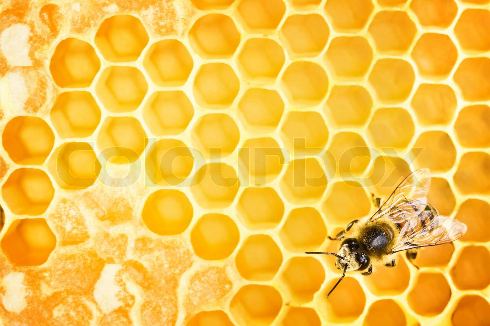 imker, bienenwabe, biene | Stock Bild | Colourbox