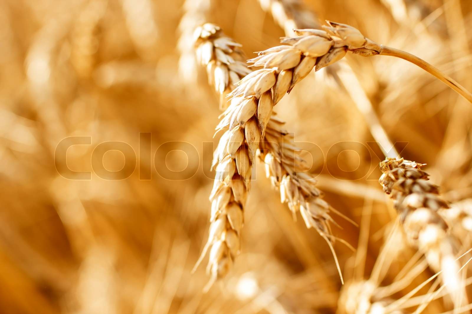 Wheat | Stock image | Colourbox
