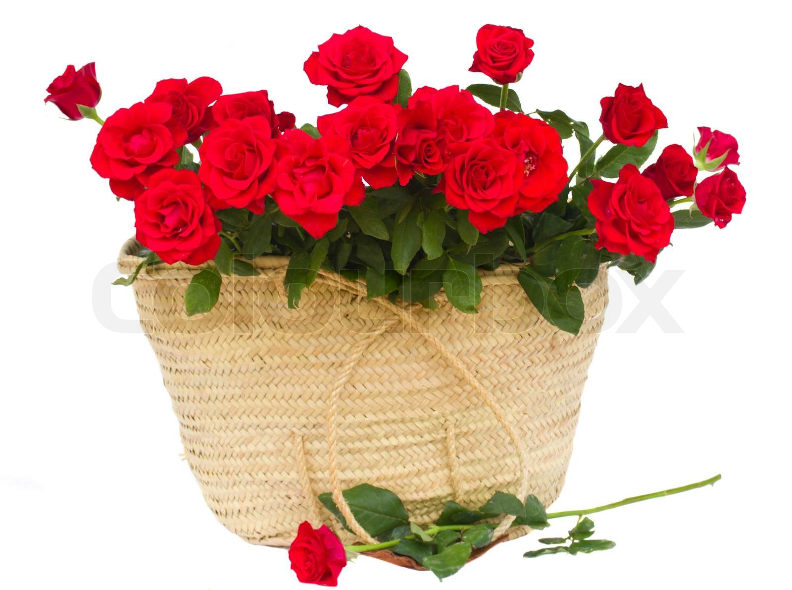 Strauß rote Rosen im Korb | Stock Bild | Colourbox