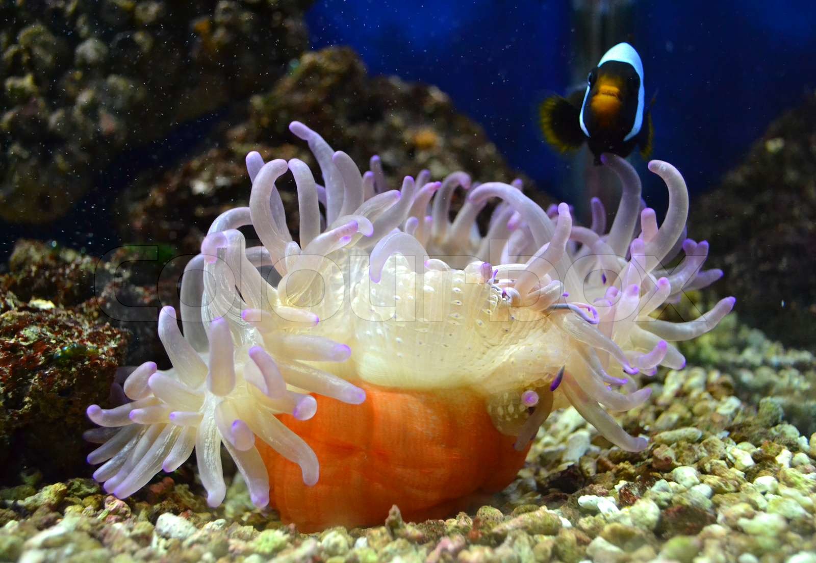 Nemo Anemone