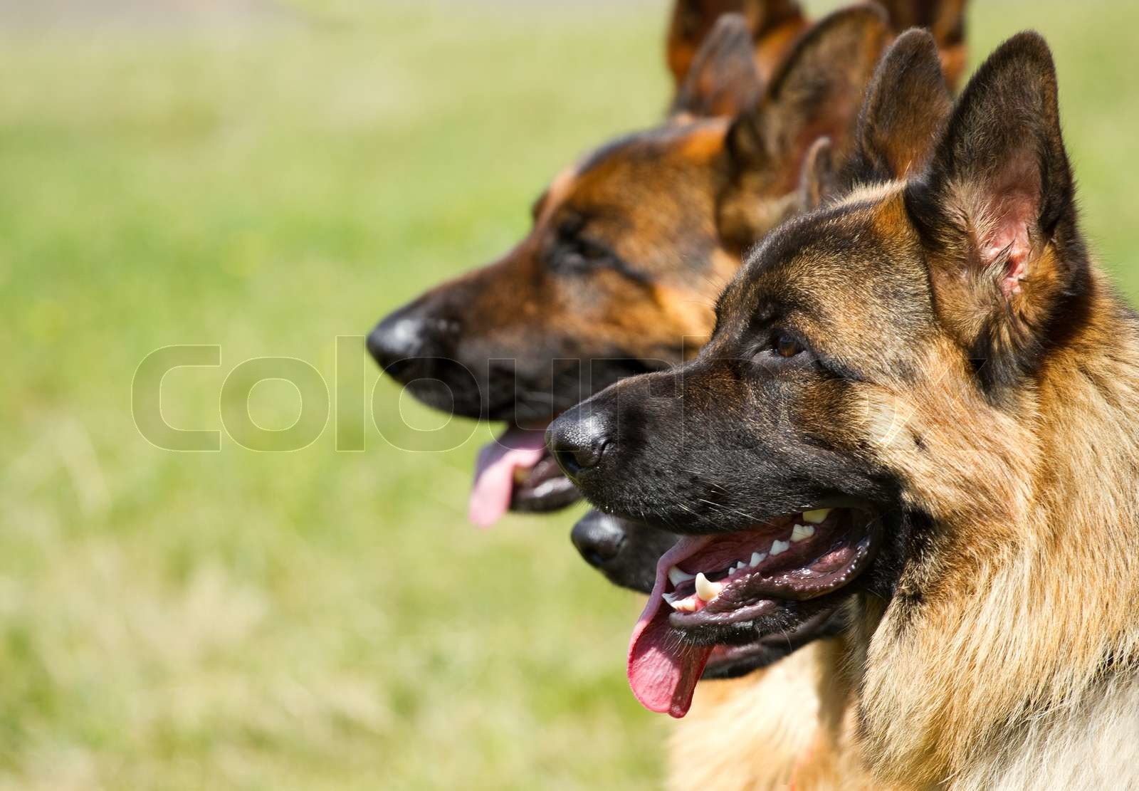 Schäferhunde | Stock Bild | Colourbox