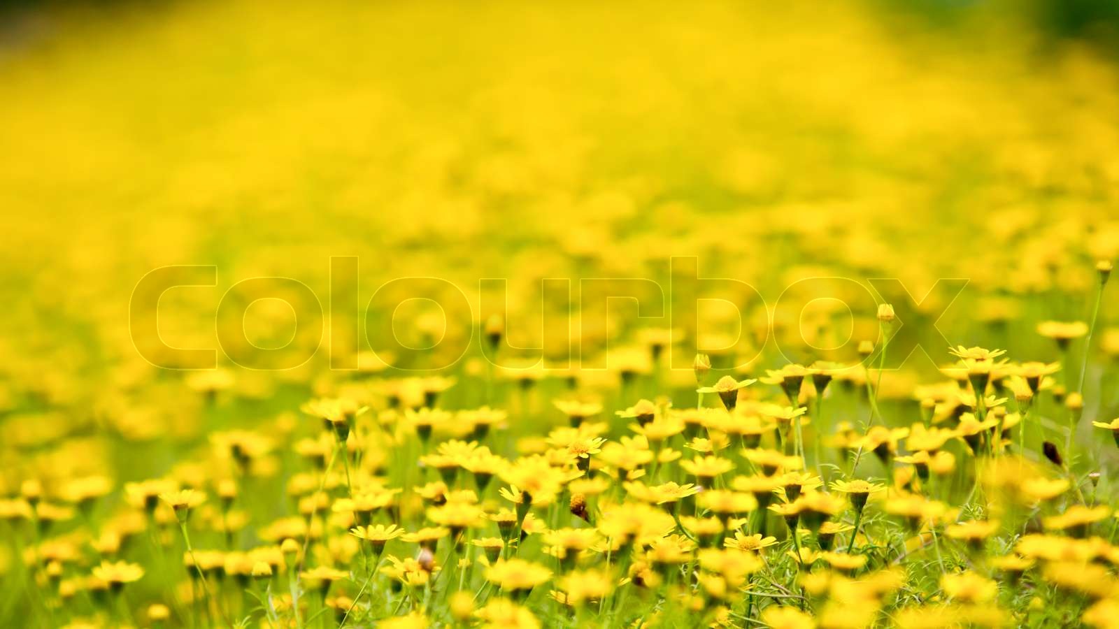 gelbe Blumen Feld | Stock Bild | Colourbox