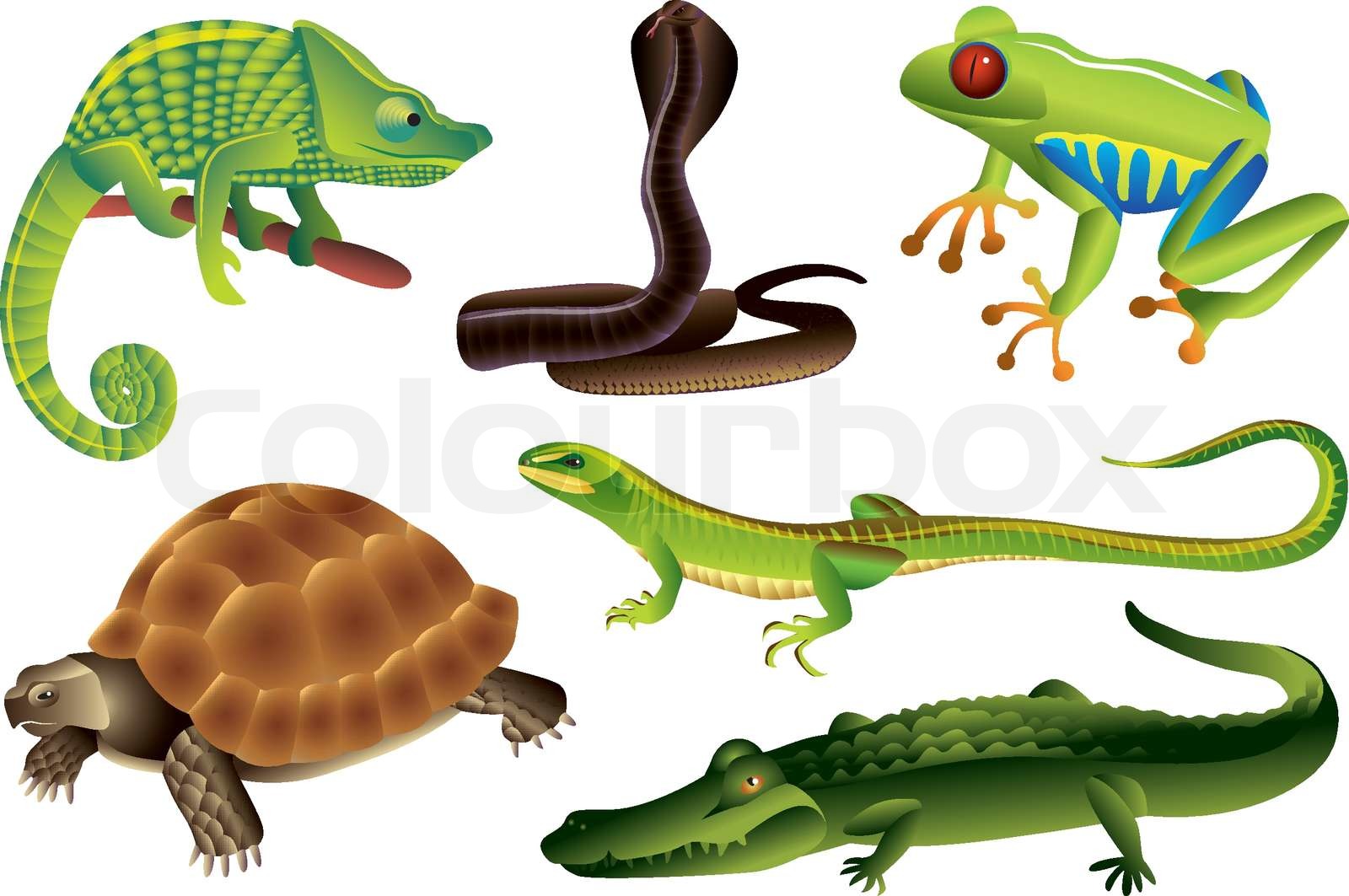 reptiles and amphibians set | Stock vector | Colourbox