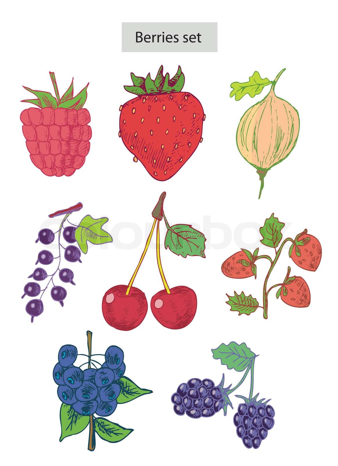 berries set detailed illustration | Stock vector | Colourbox