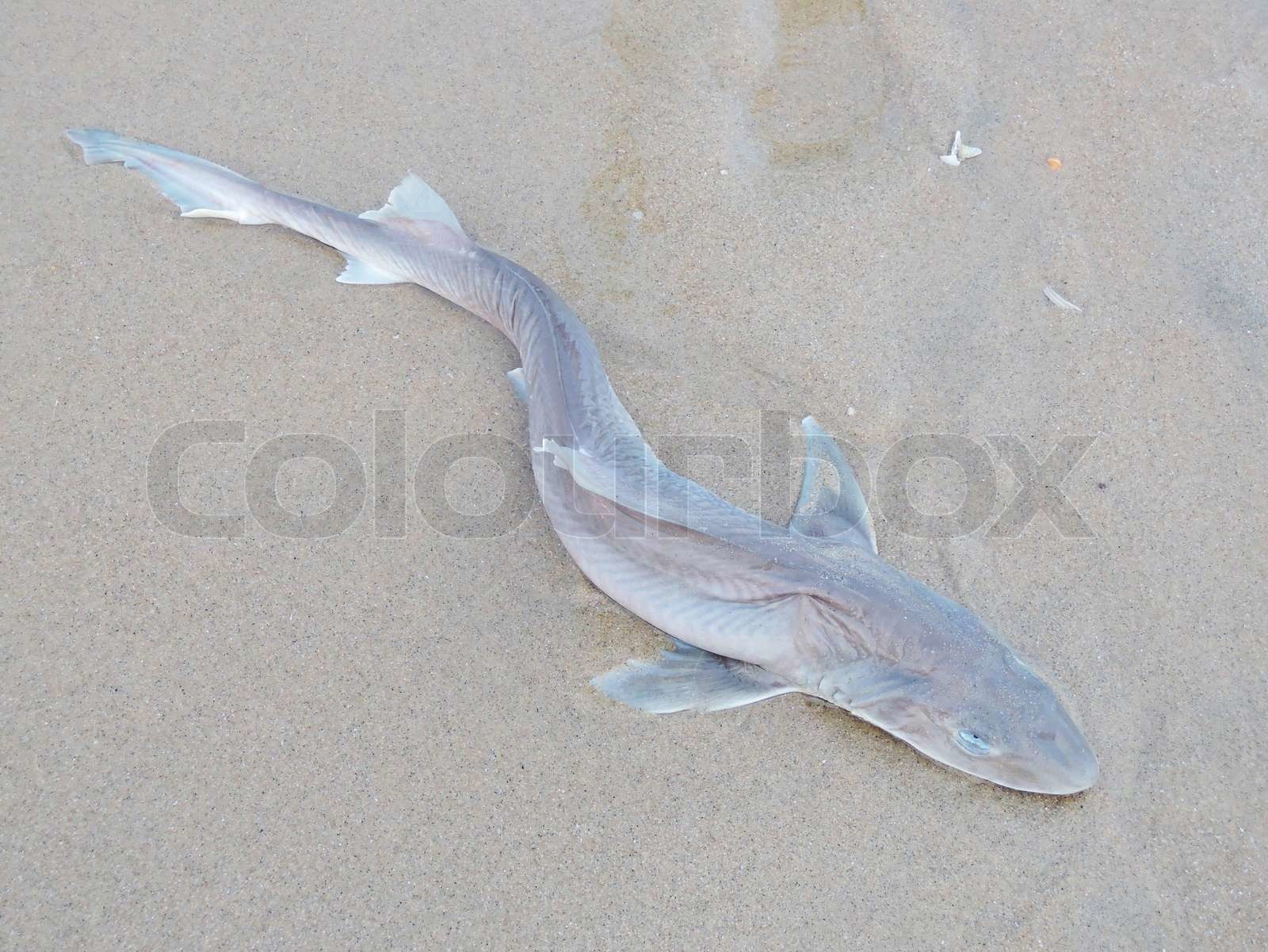 shark | Stock image | Colourbox