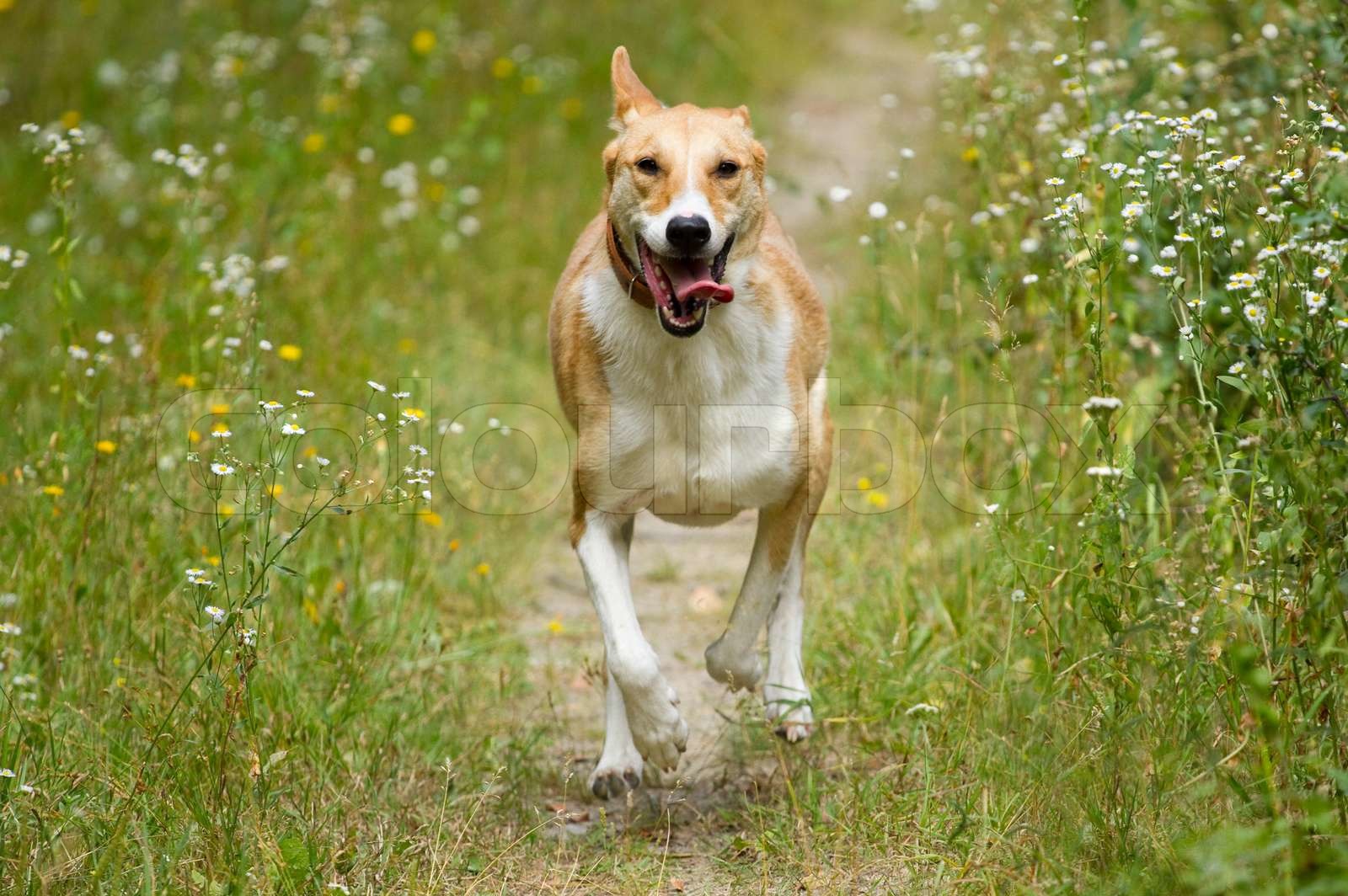 Happy dog running | Stock image | Colourbox