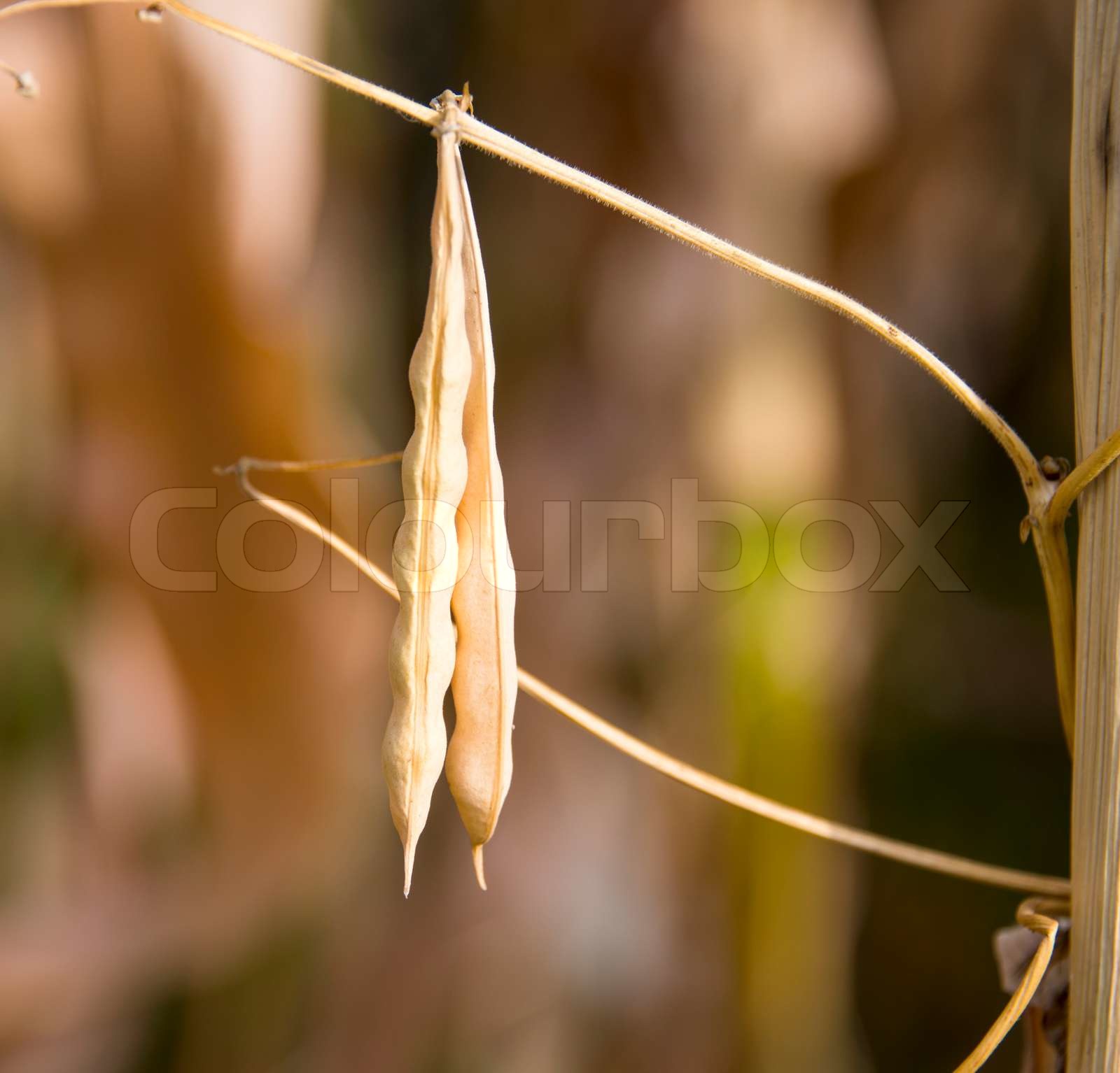 Dry bean pods | Stock image | Colourbox