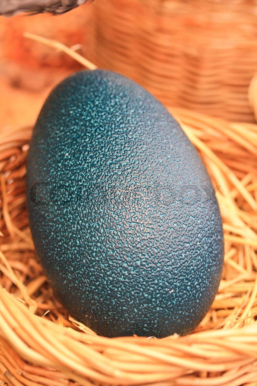 Emu eggs | Stock image | Colourbox