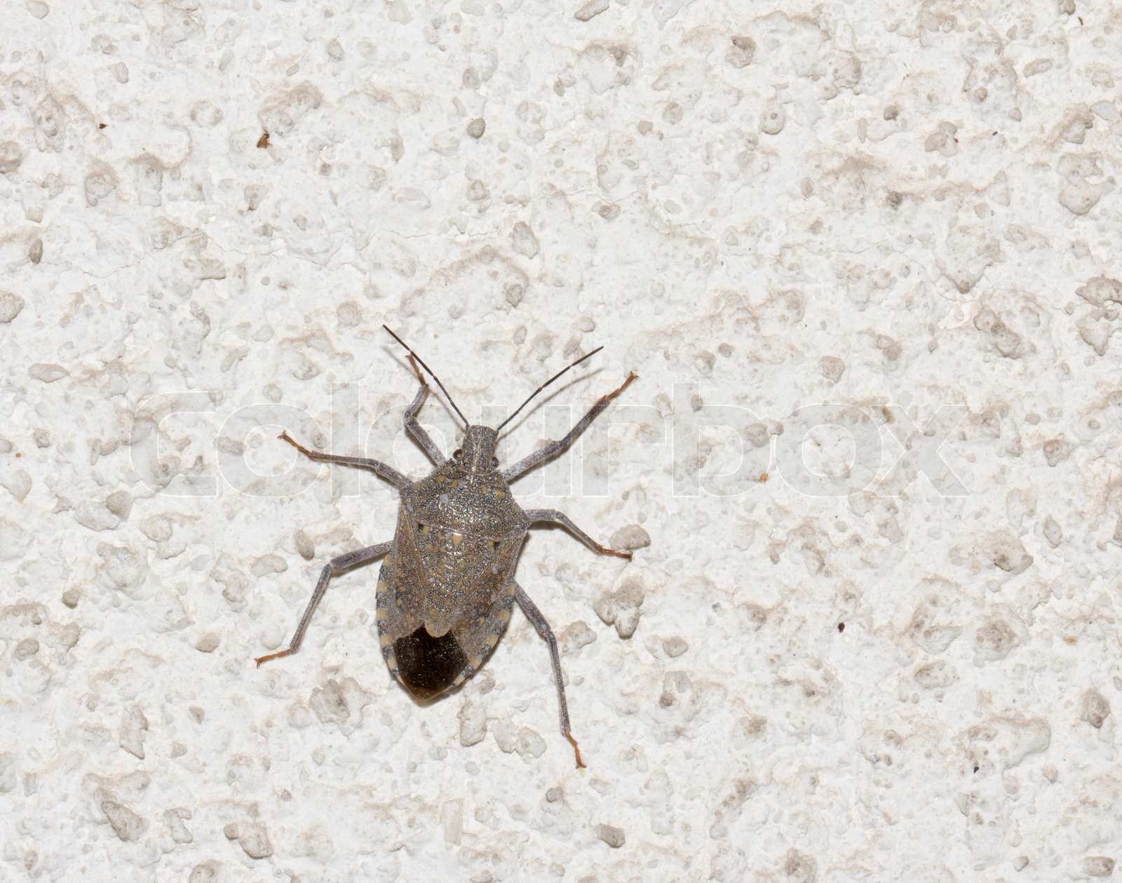 Stink bug on the wall macro | Stock image | Colourbox