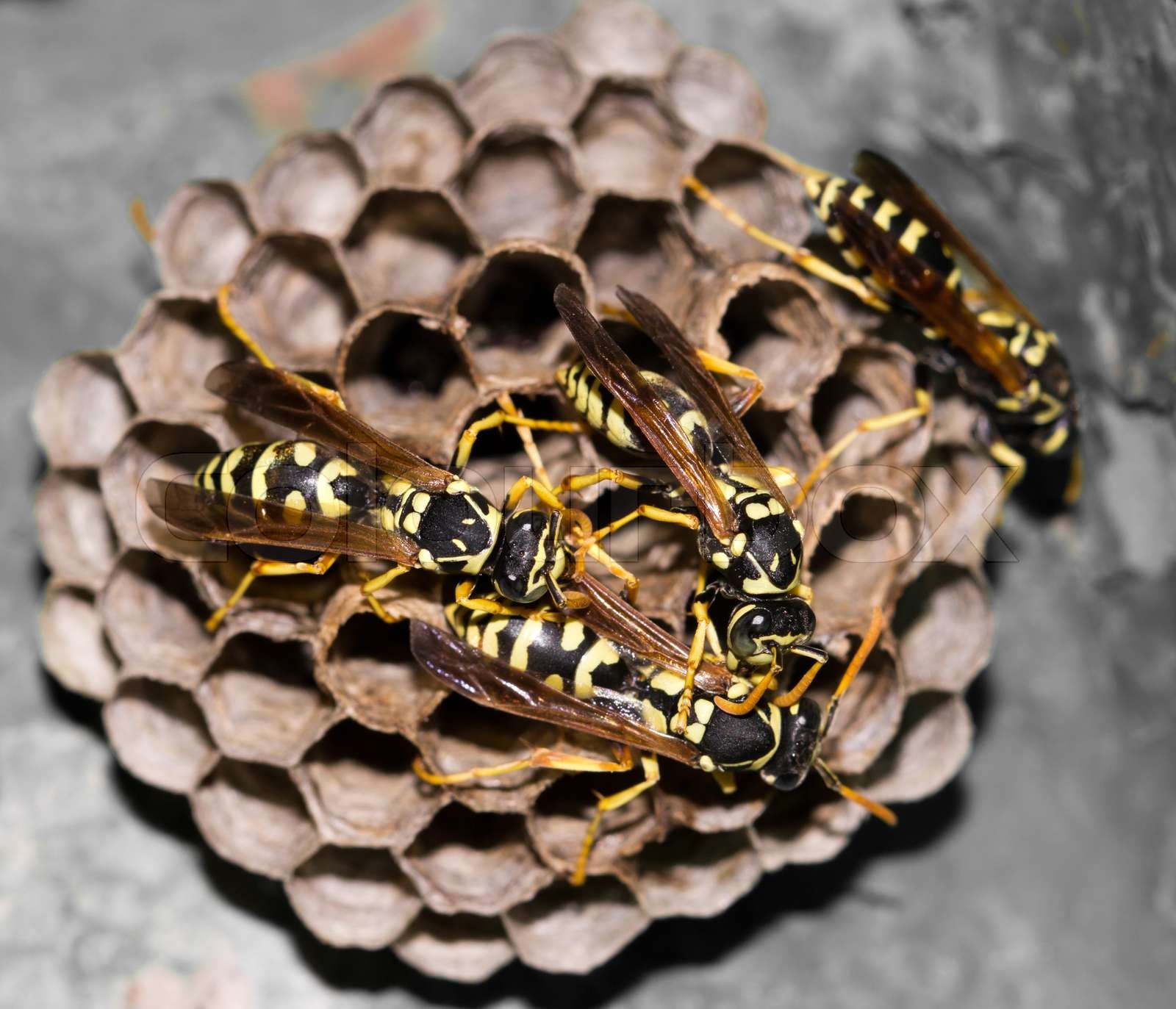 wasps on comb | Stock image | Colourbox