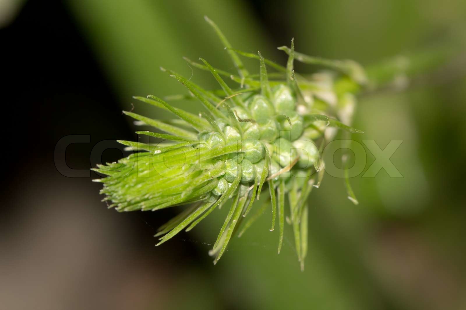 green spike in nature macro | Stock image | Colourbox
