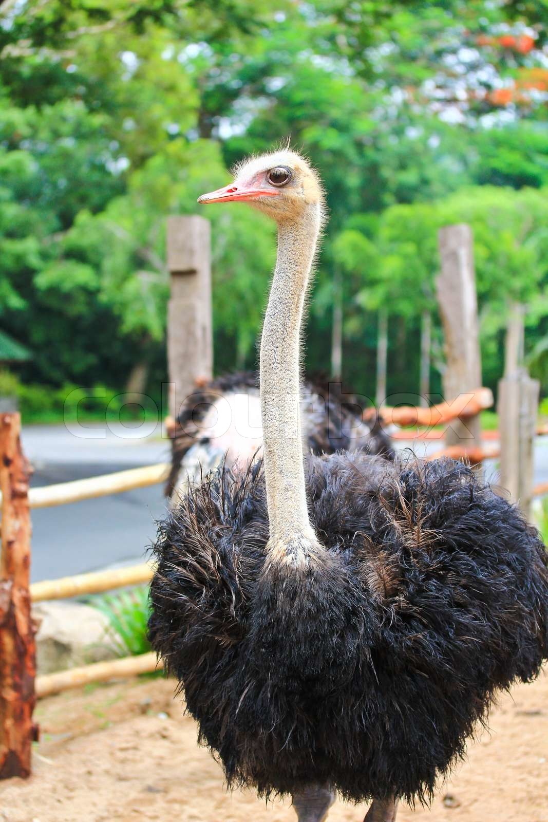 Ostrich | Stock image | Colourbox