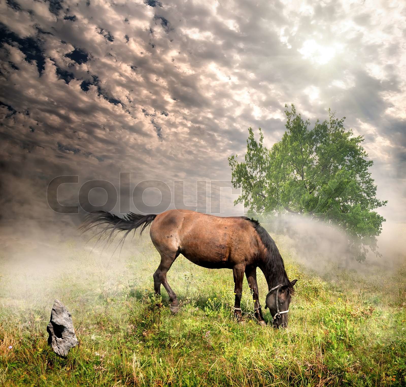 Pferd auf einer Wiese | Stock Bild | Colourbox