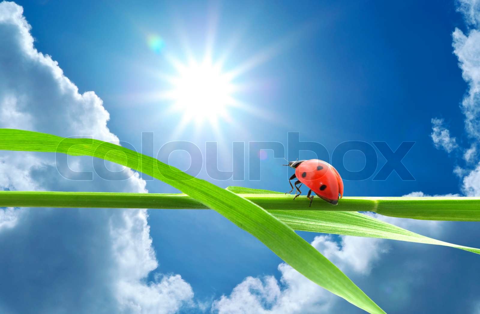 Ladybug looking on the sun | Stock image | Colourbox