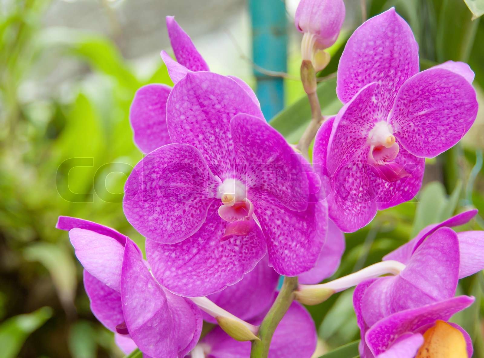 Violet Orchidee blüht | Stock Bild | Colourbox