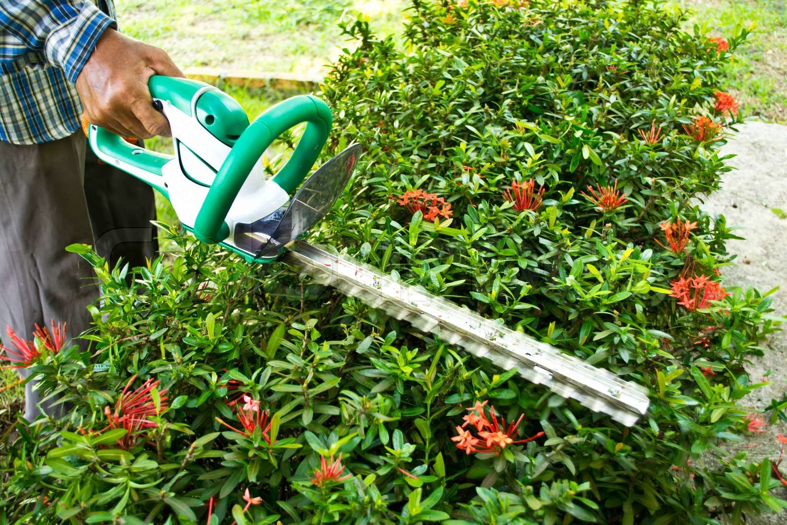 Gardener cutting a bush | Stock image | Colourbox
