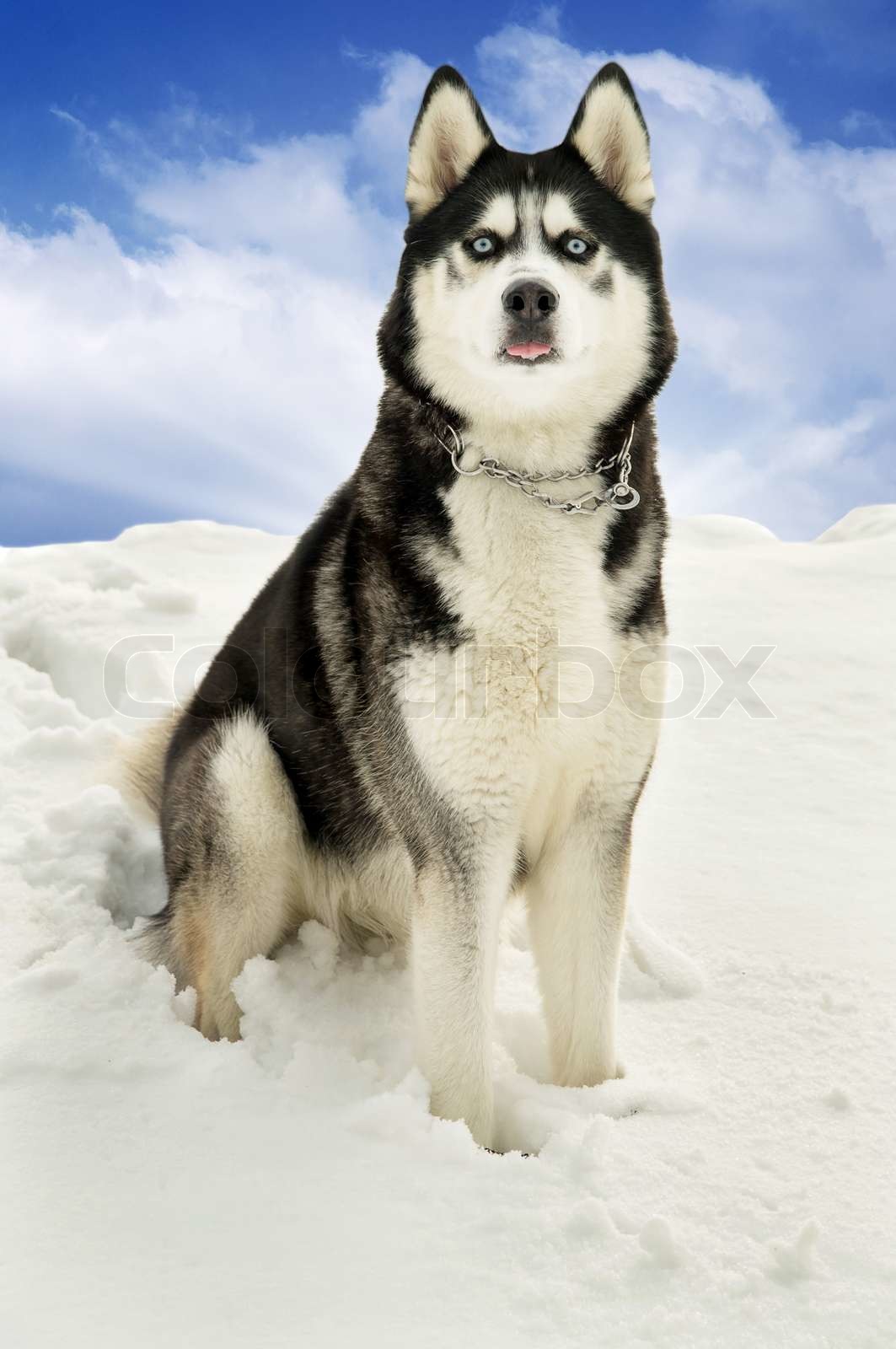 Husky In Snow