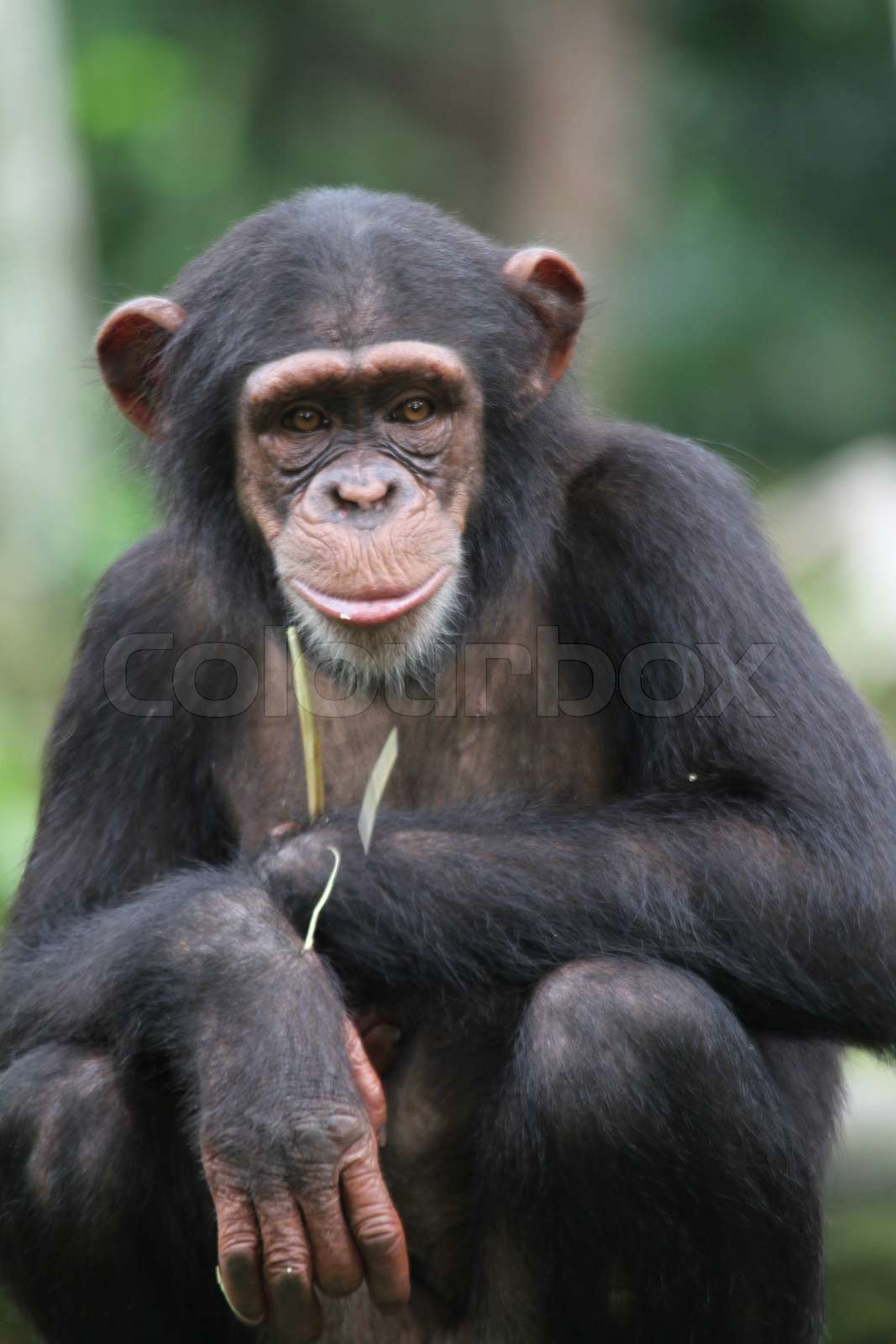Chimpanzee | Stock image | Colourbox