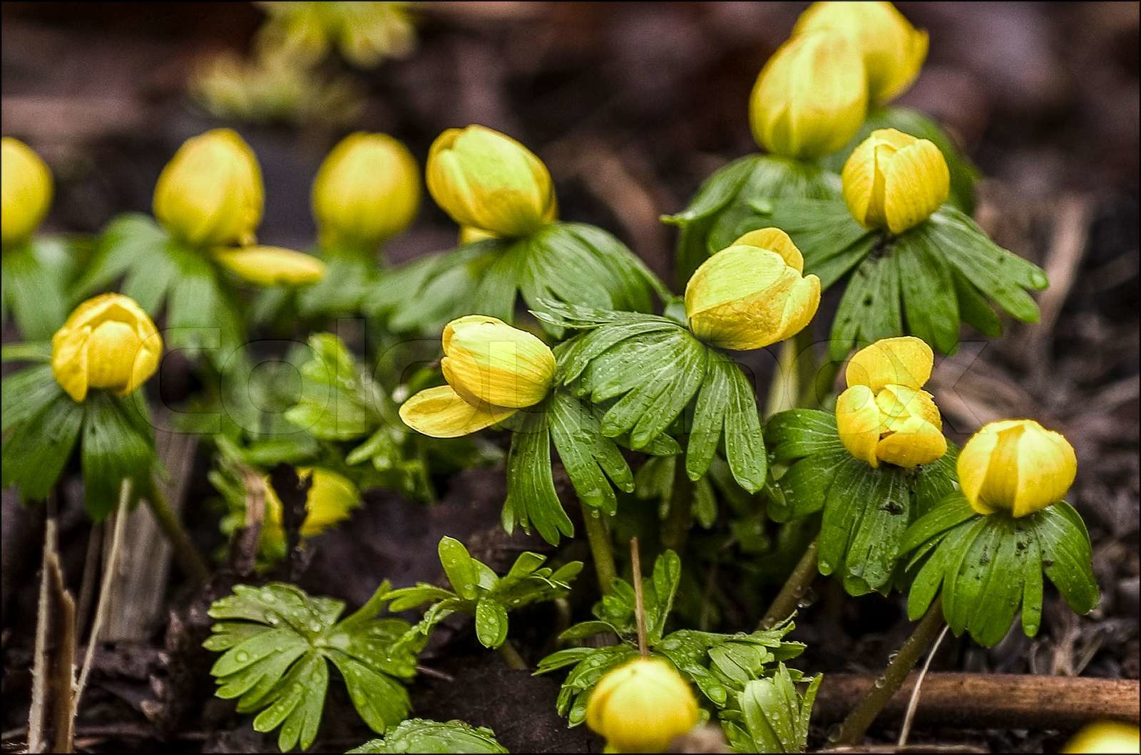 Erantis | Stock image | Colourbox