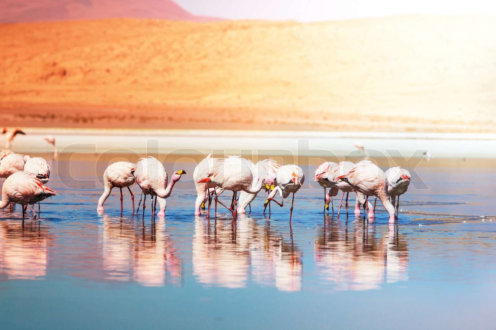 Flamingo | Stock image | Colourbox