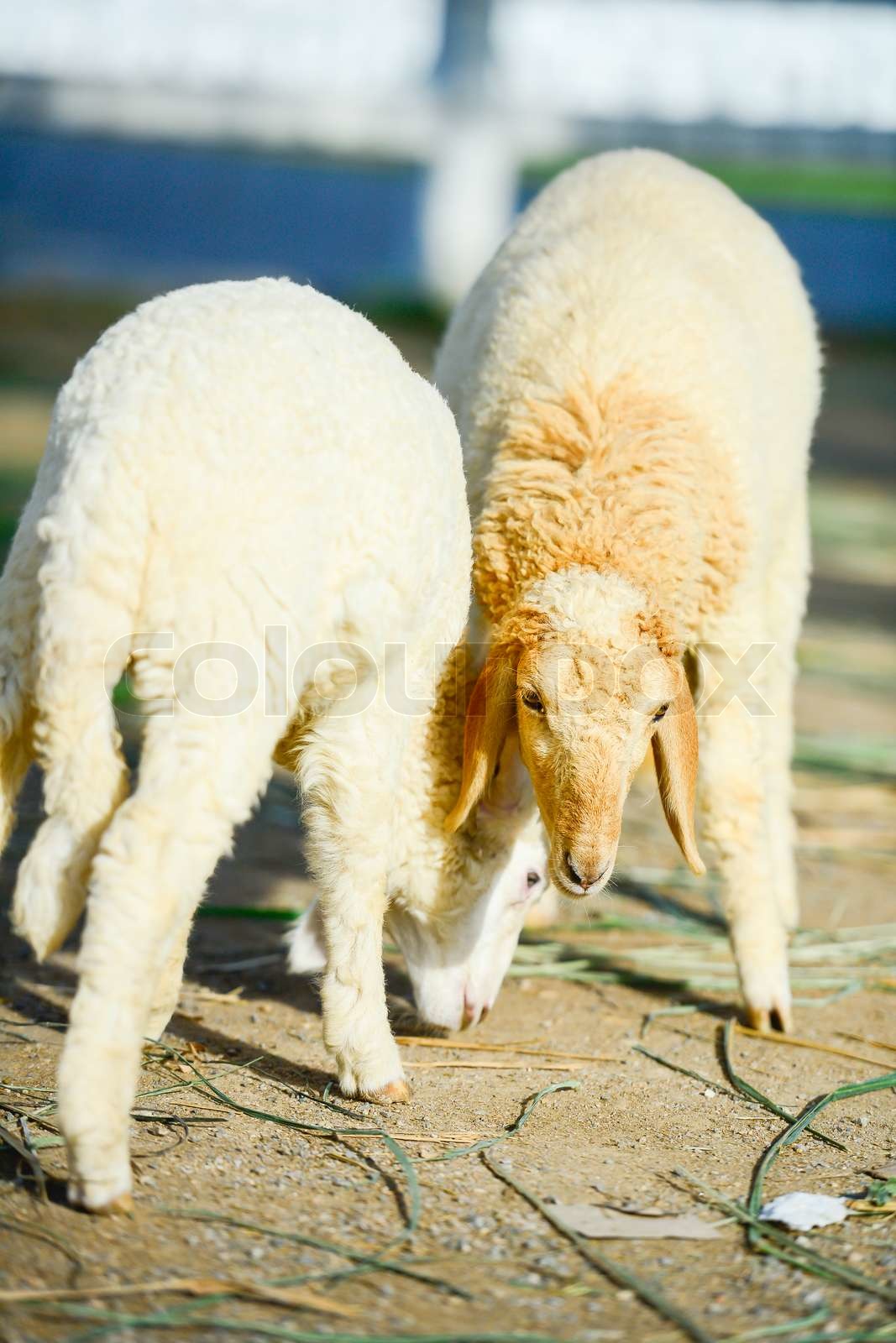 Young sheep with warm light | Stock image | Colourbox