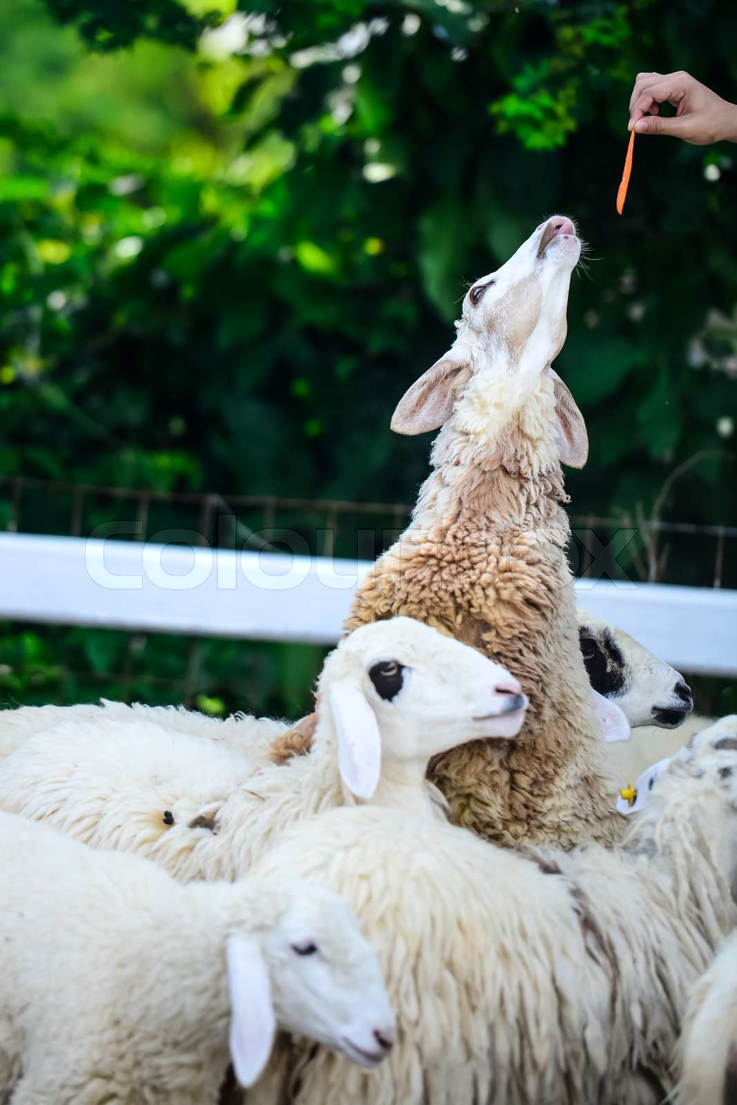 Feeding sheep with carrot in the farm | Stock image | Colourbox