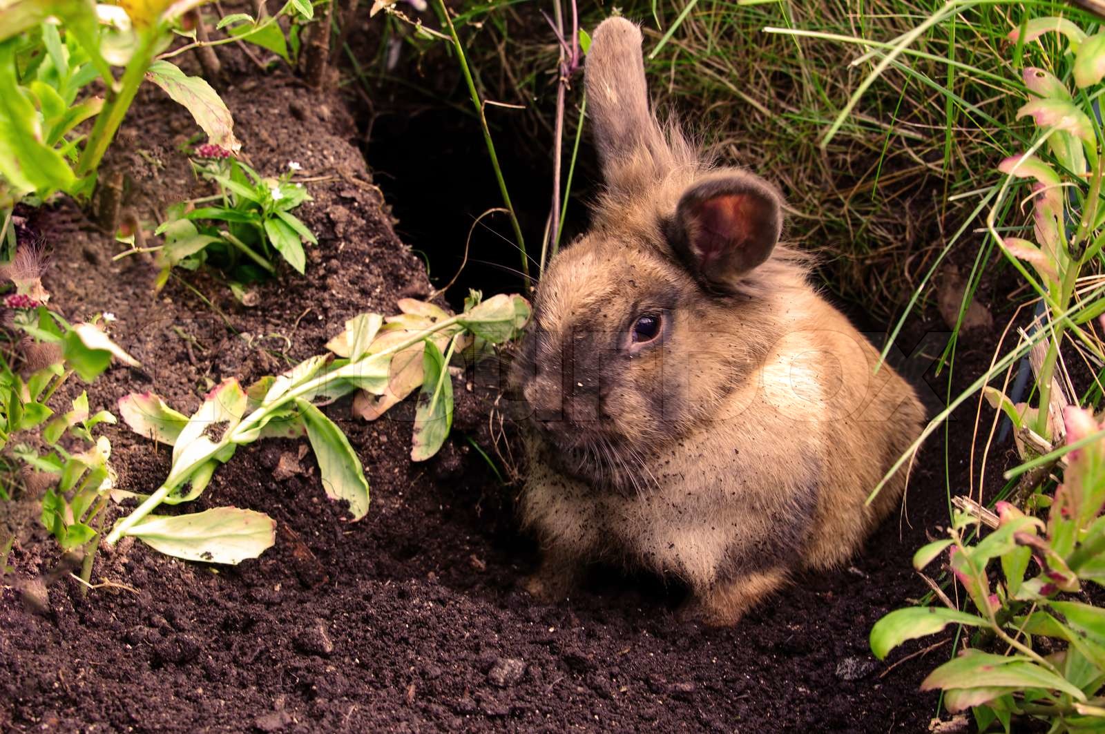 Rabbit digging | Stock image | Colourbox