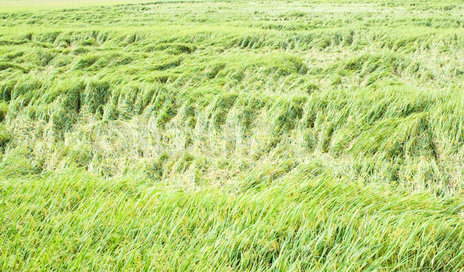 After the storm,The picture shows the wind-blown Rice | Stock image ...