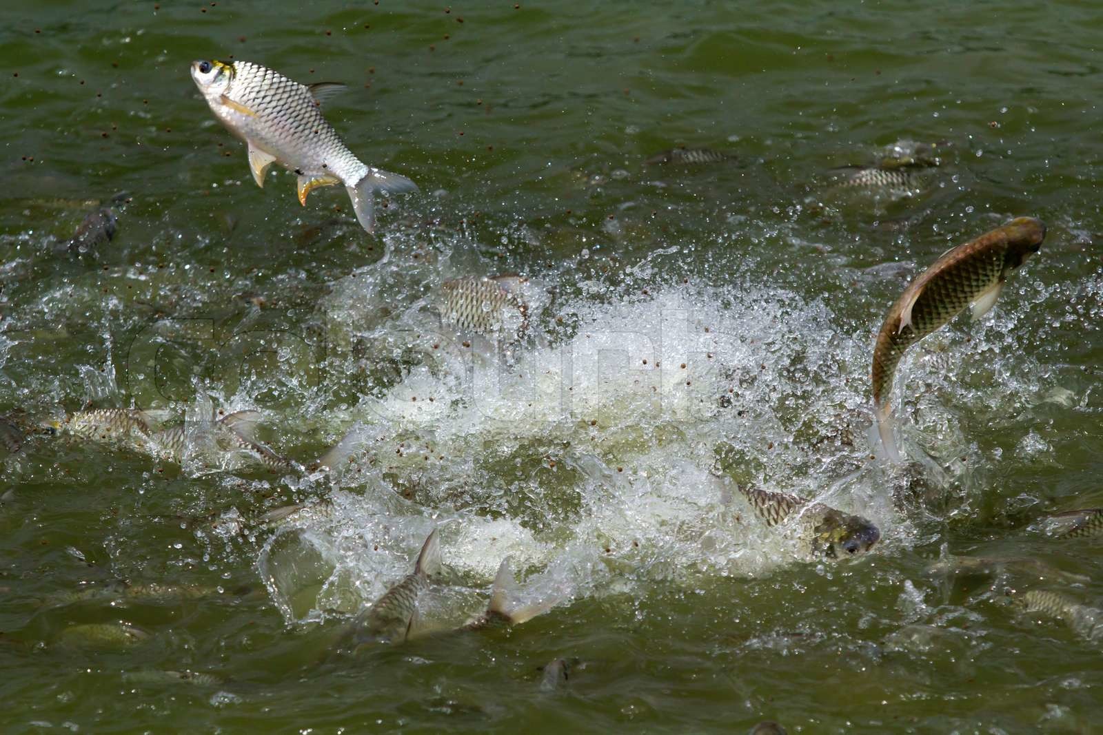 Silver barb fish in farm | Stock image | Colourbox