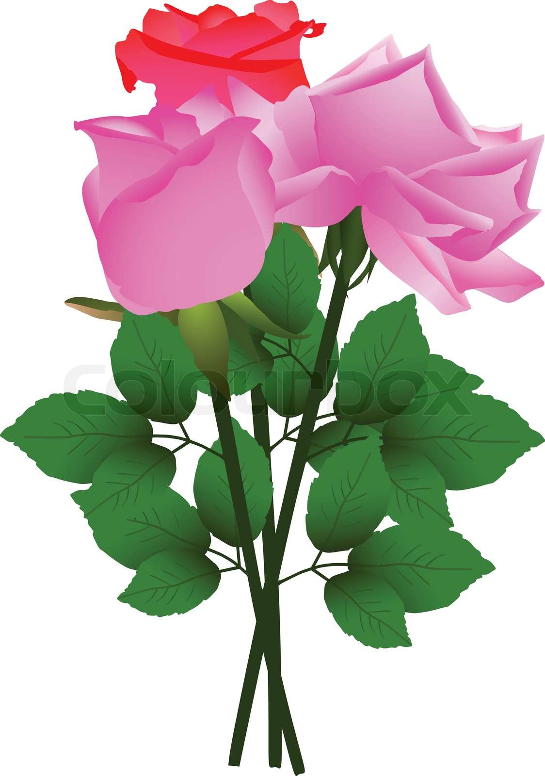 Rose Bouquet | Stock vector | Colourbox