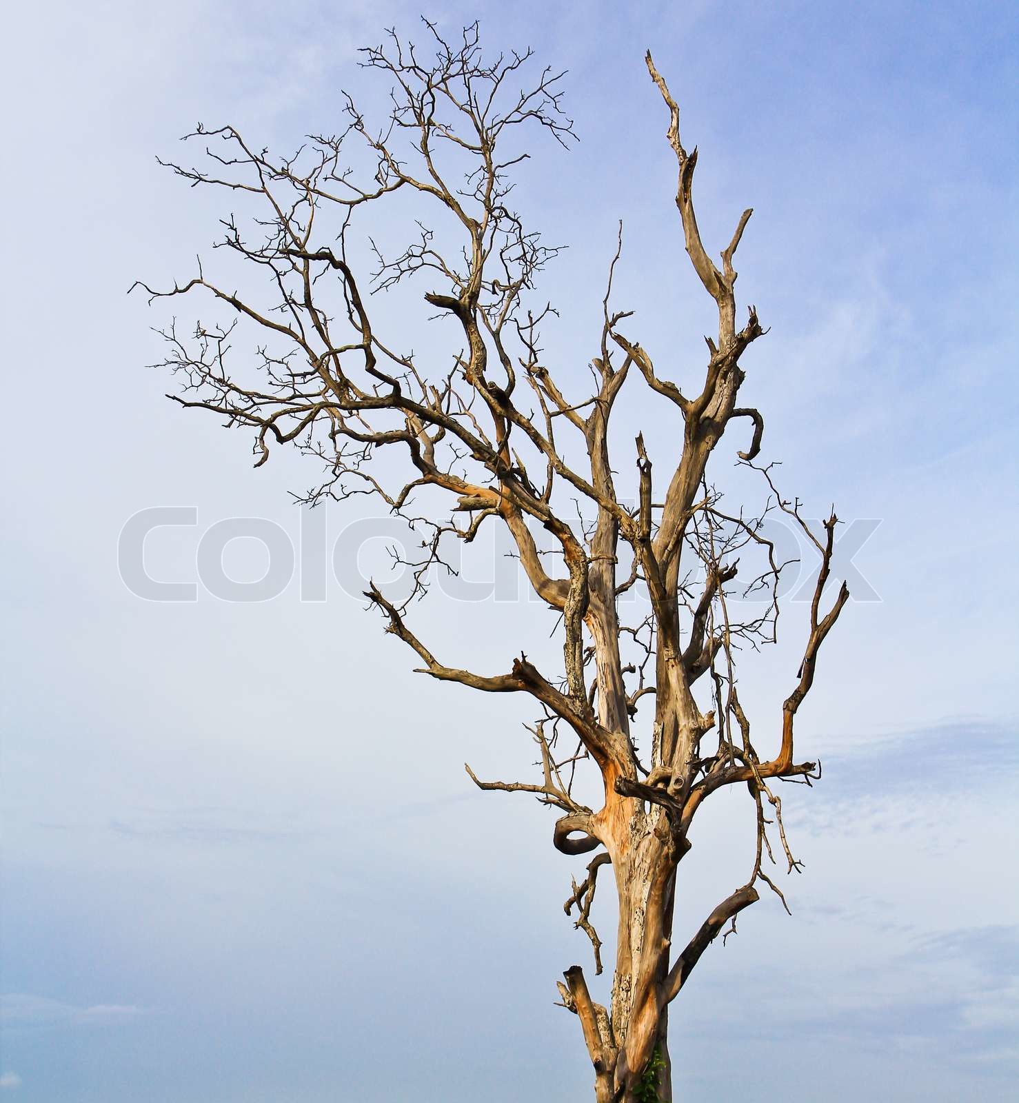 dead treebackground | Stock image | Colourbox