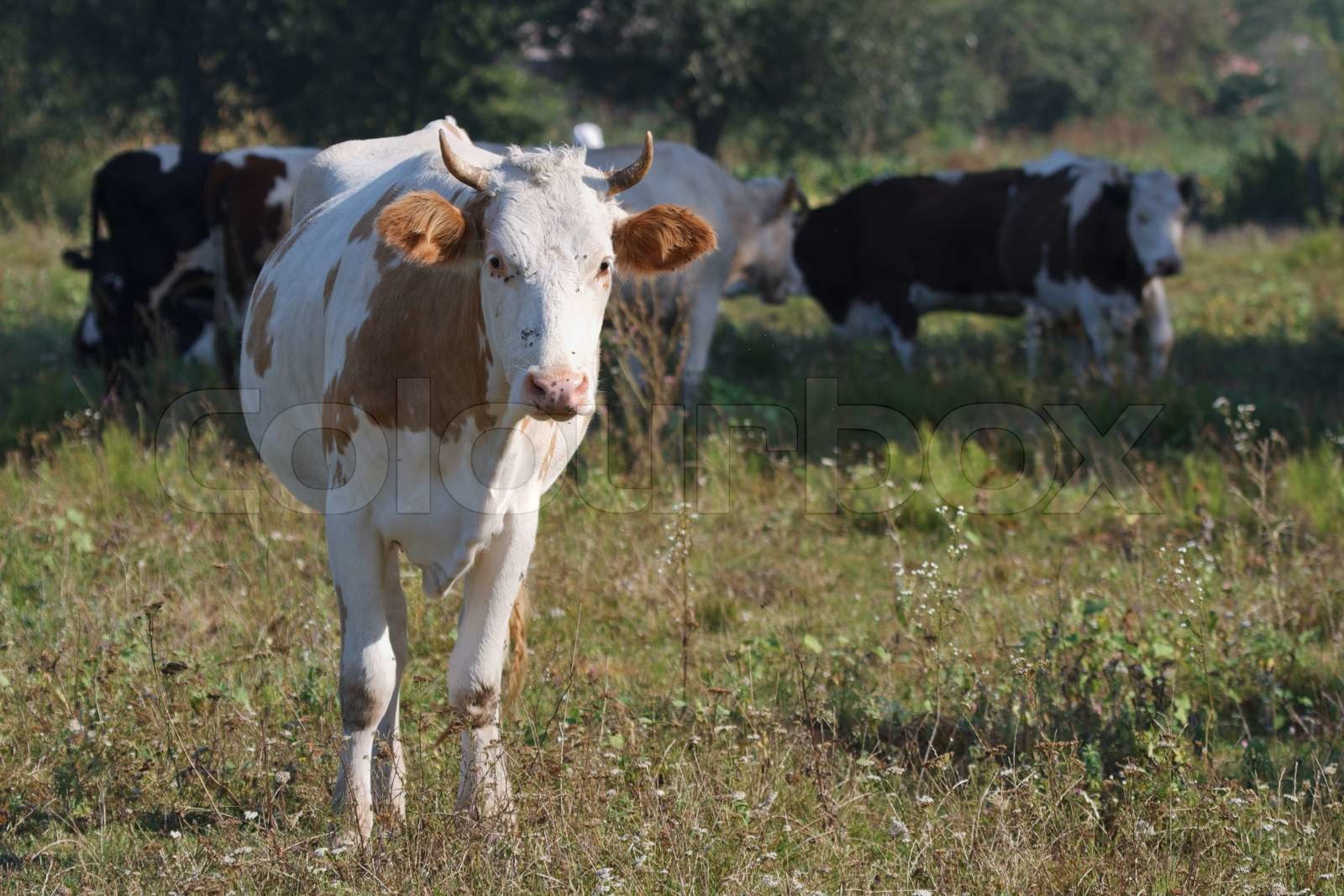 Sad cow strayed from the herd | Stock image | Colourbox