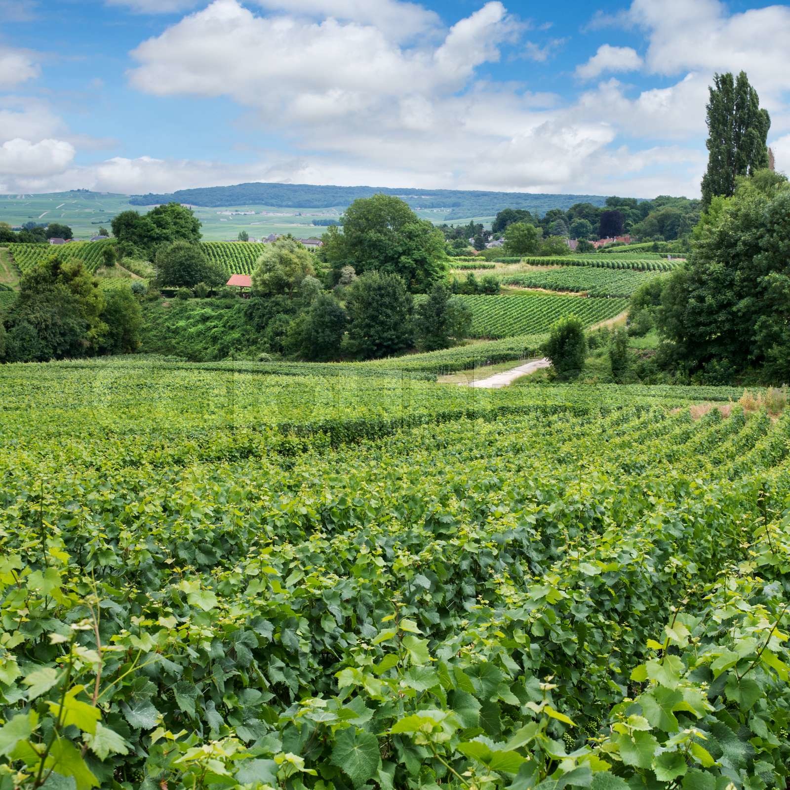 Vineyard landscape, Montagne de Reims, France | Stock image | Colourbox