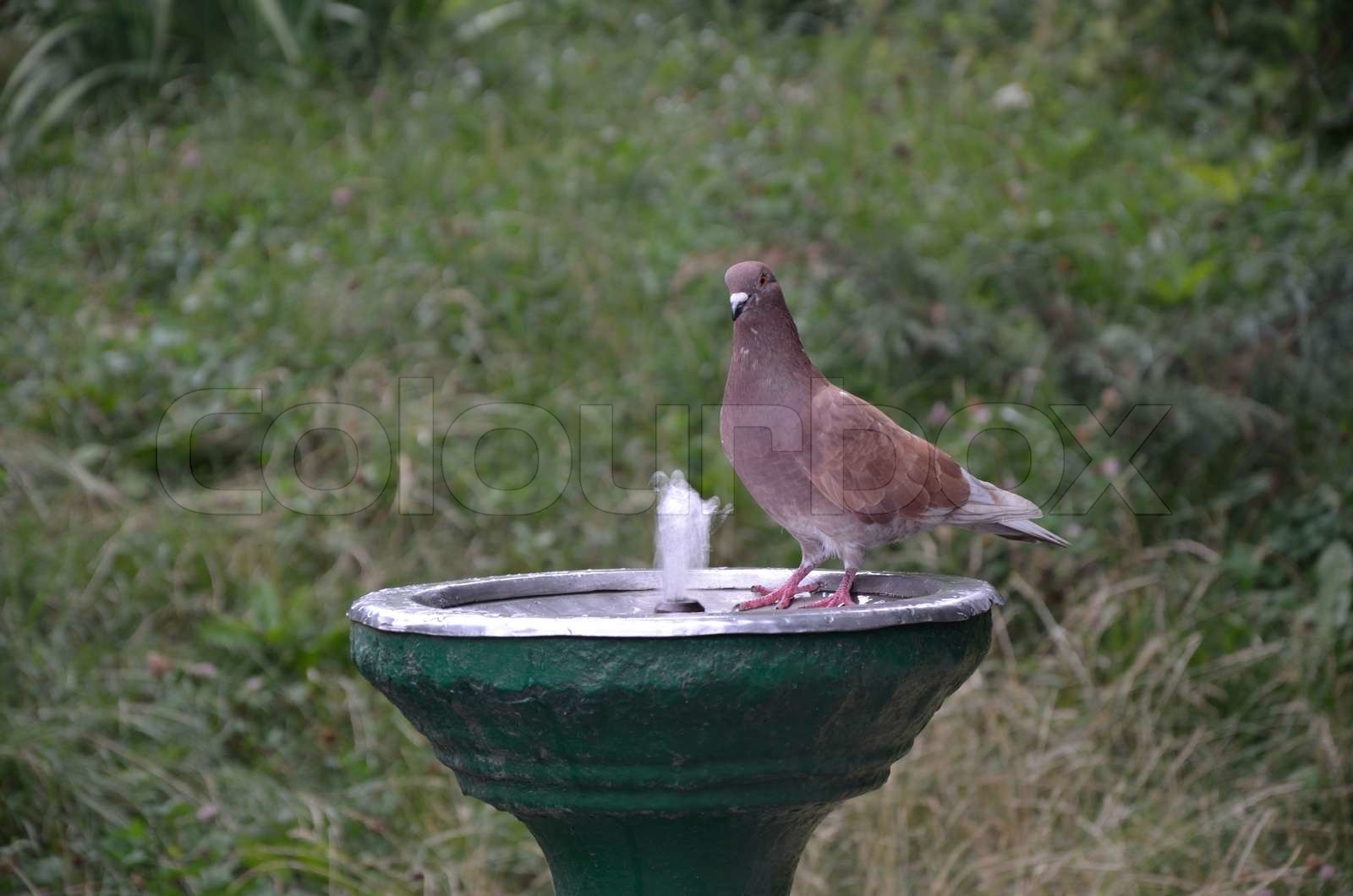 Bird drinking water | Stock image | Colourbox