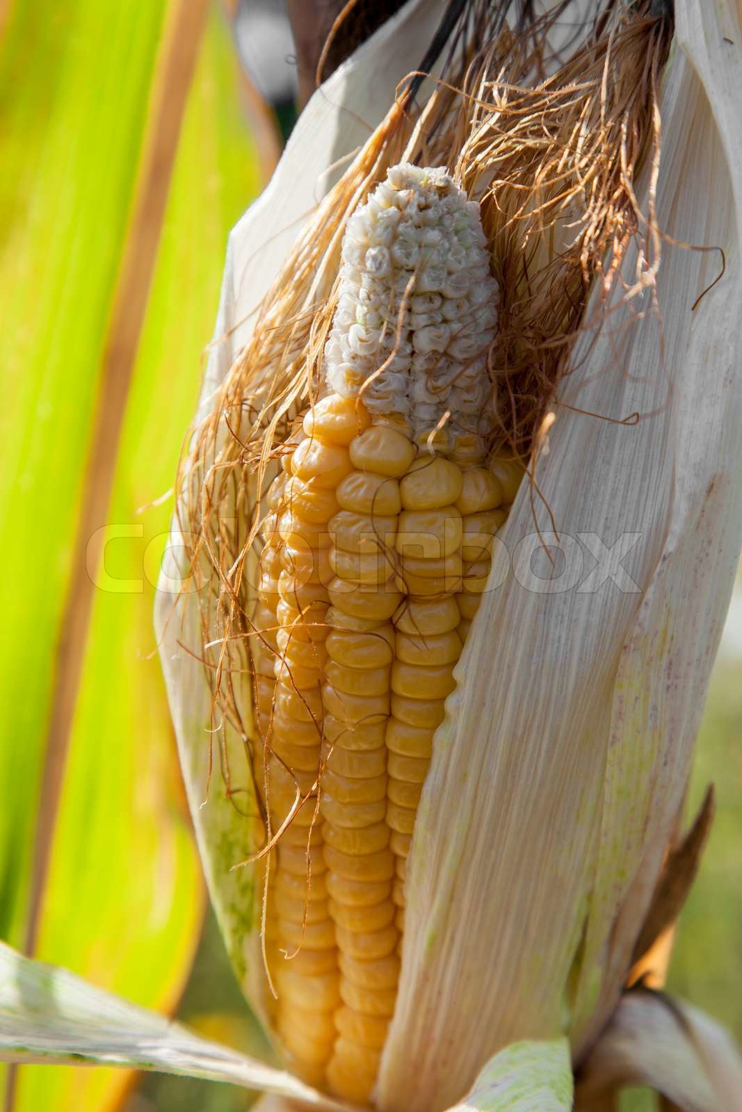 A head corn | Stock image | Colourbox
