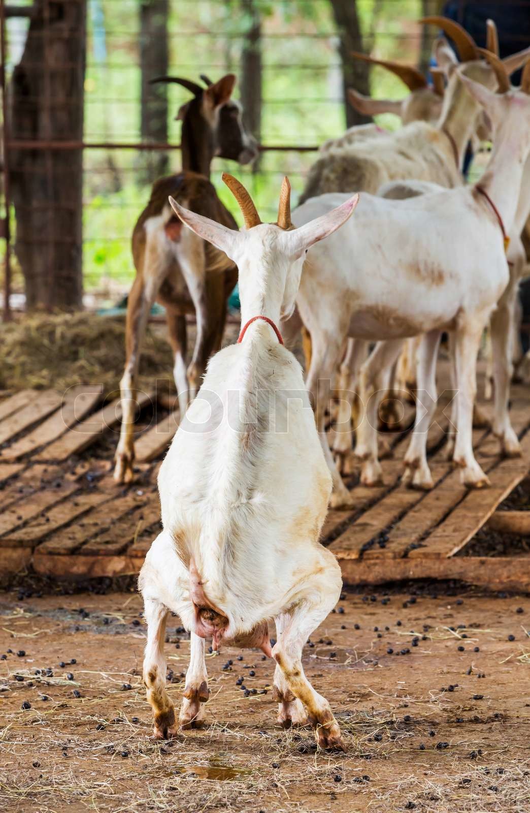 Goats in farm | Stock image | Colourbox