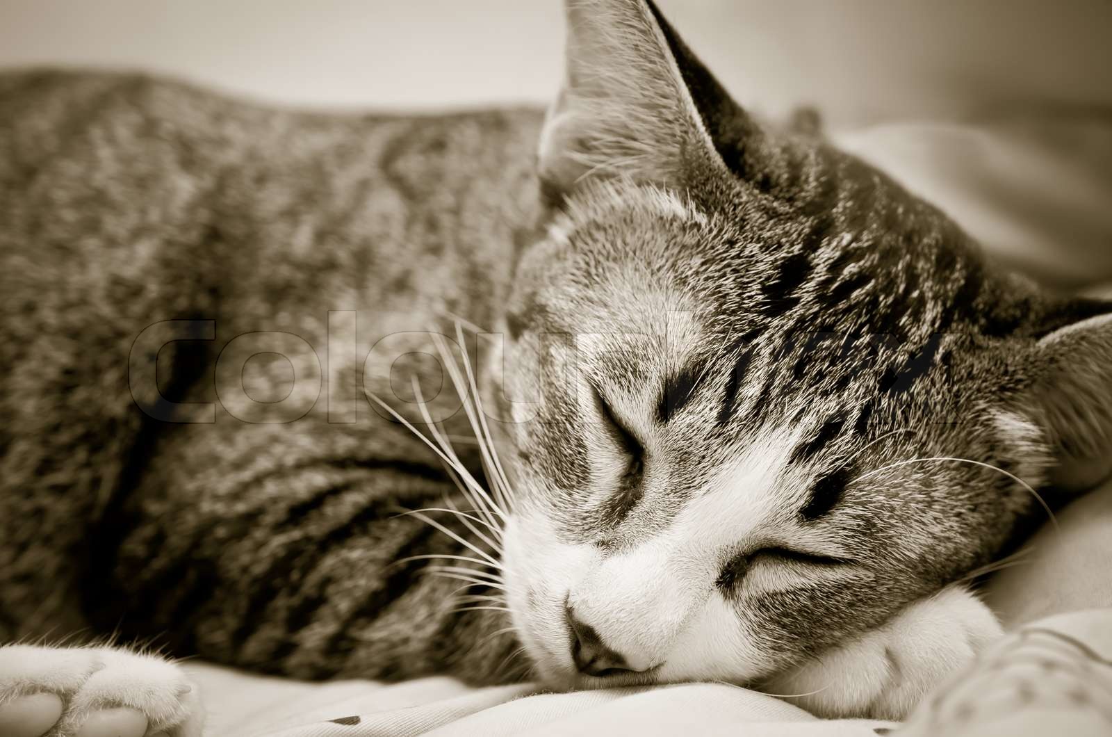 Sleeping Cat Wallpaper Hd