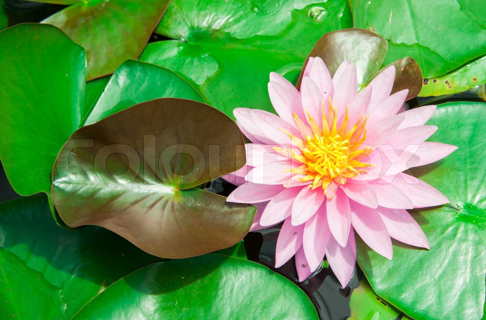 PInk Lotus on the River | Stock image | Colourbox