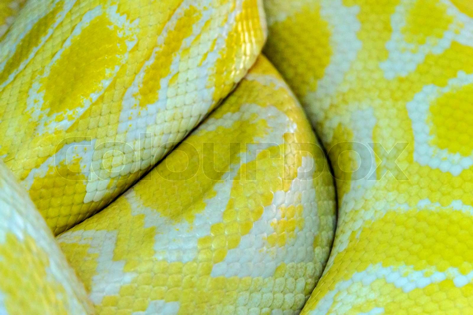 snake gul hud | Stock foto | Colourbox