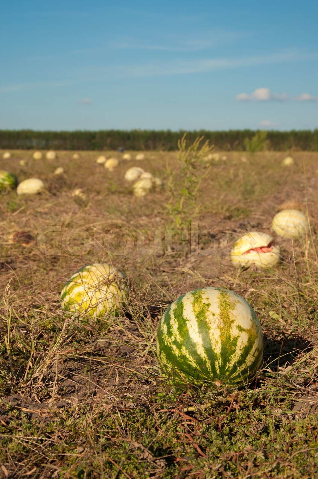 melon field | Stock image | Colourbox