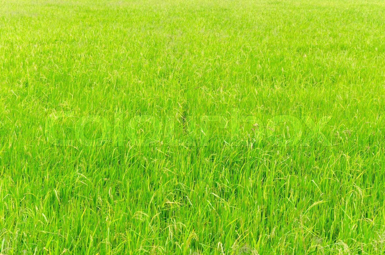 rice farm texture | Stock image | Colourbox