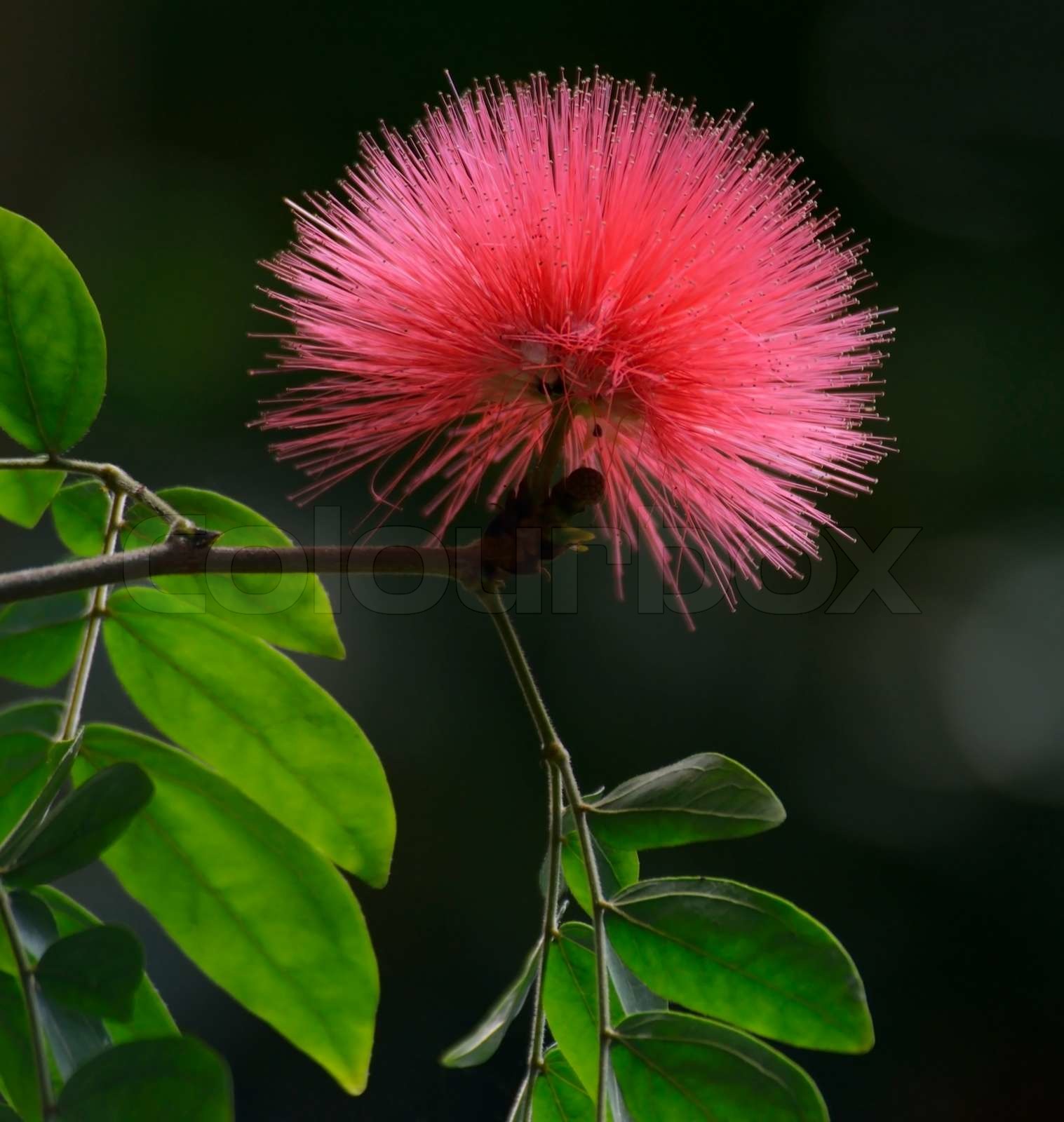 Silk Tree Flower | Stock image | Colourbox