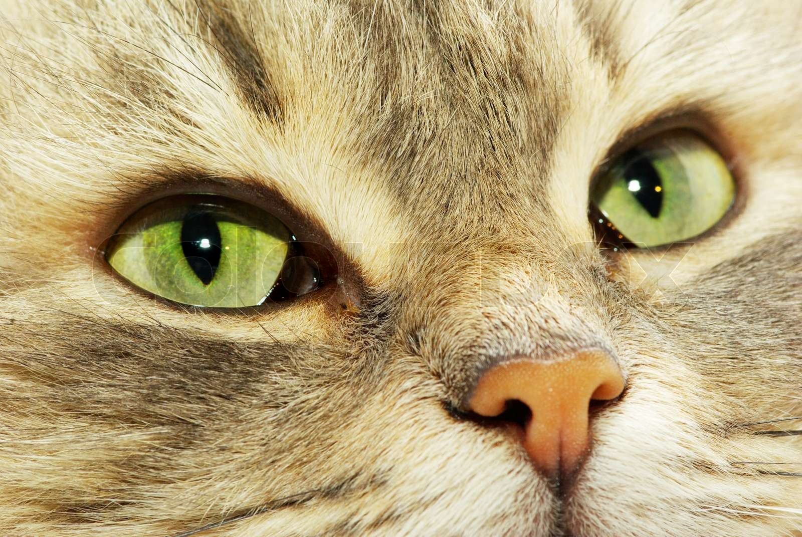 cat | Stock foto | Colourbox